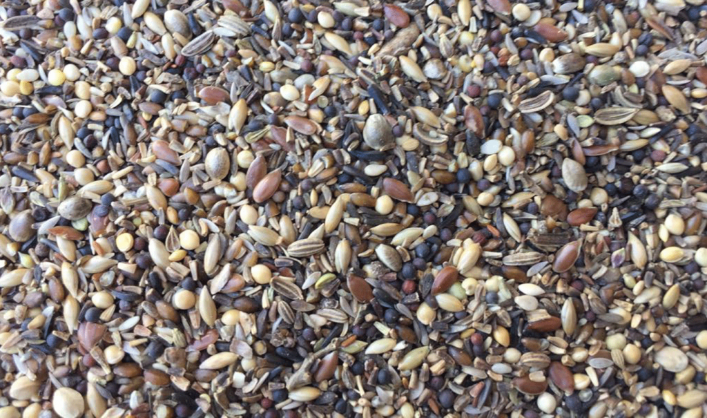Elevage Conditioning seedmix — Aves Canada
