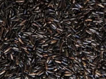 NYJER SEEDS HIGH GERMINATION 3lbs — Aves Canada
